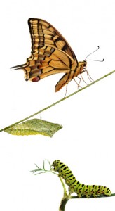 Understanding Integration in Concept Development